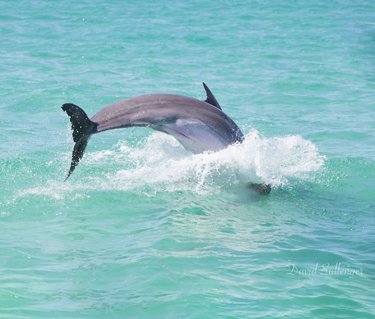 Charter Info - Key West Wild Dolphin Encounters - Wild About Dolphins