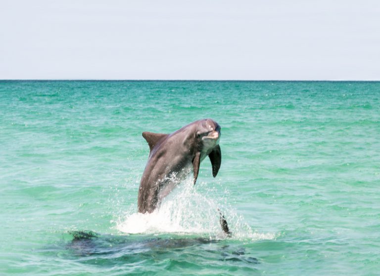 Charter Info - Key West Wild Dolphin Encounters - Wild About Dolphins