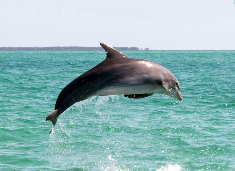 Key West Wild Dolphin Encounters - Wild About Dolphins