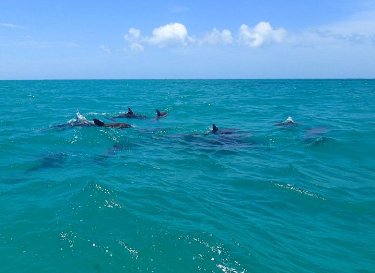 Key West Wild Dolphin Encounters - Wild About Dolphins